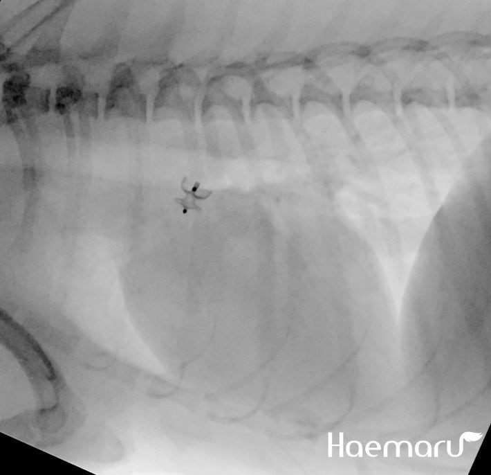 강아지 동맥관 개존증 PDA를 수술없이 치료하는 ACDO 시술 사례 (해마루 인터벤션센터) : 네이버 블로그