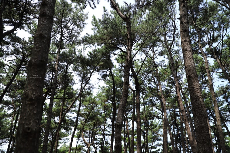 울산 간절곶 울산 바닷가 가볼만한곳 주차 관광명소 포토존 네이버 블로그