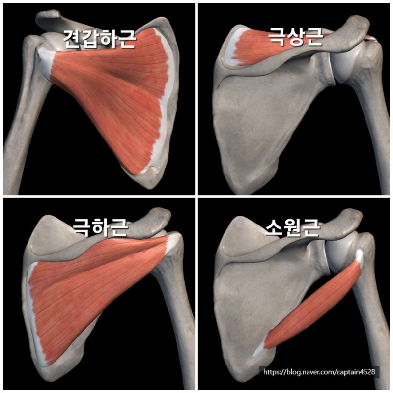 회전근개돌림근띠 Rotator Cuff의 고유수용성감각과 어깨안정성 관계 네이버 블로그