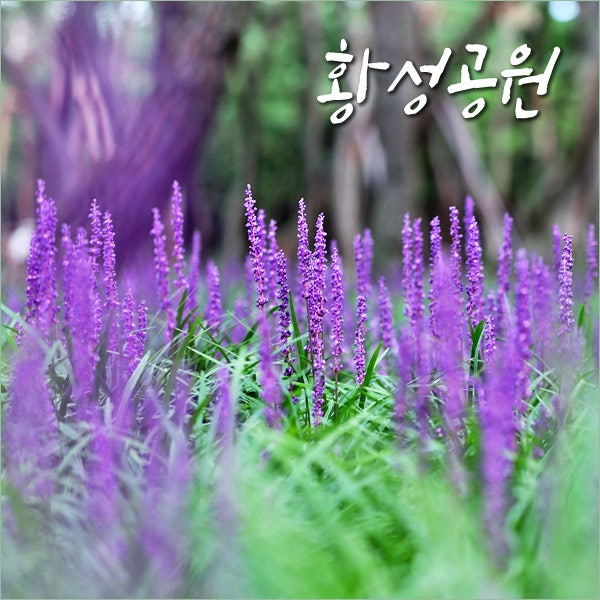 당일치기 여행 경주 8월 여행지 황성공원 경주 맥문동 꽃구경 네이버 블로그
