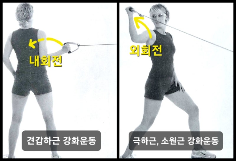 회전근개돌림근띠 Rotator Cuff의 고유수용성감각과 어깨안정성 관계 네이버 블로그