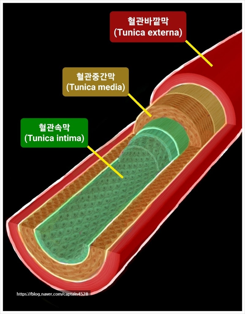 혈관(Blood vessel) 구조 : 바깥막, 중간막, 속막 [Tunica externa / media / intima ...
