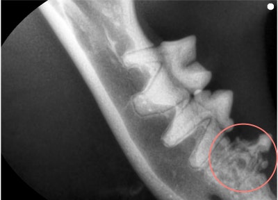 치아흡수성병변 (FORL : Feline Odontoplastic Resorptive Lesion) : 네이버 블로그