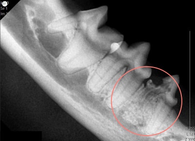 치아흡수성병변 (FORL : Feline Odontoplastic Resorptive Lesion) : 네이버 블로그