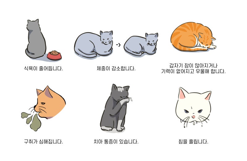 치아흡수성병변 (FORL : Feline Odontoplastic Resorptive Lesion) : 네이버 블로그