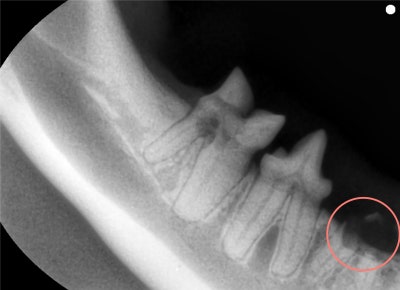 치아흡수성병변 (FORL : Feline Odontoplastic Resorptive Lesion) : 네이버 블로그