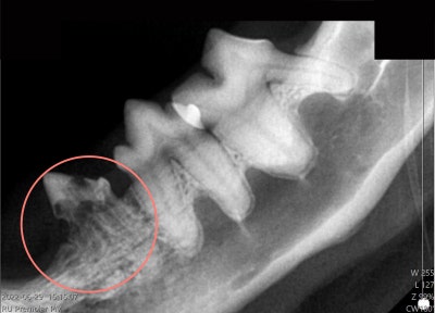 치아흡수성병변 (FORL : Feline Odontoplastic Resorptive Lesion) : 네이버 블로그