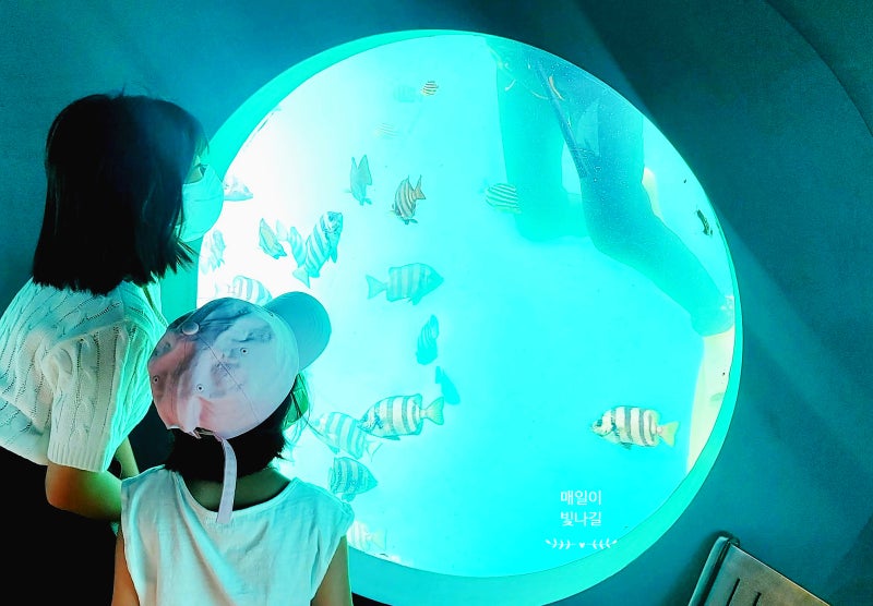 잠수함카페 제주 카페더씨 물고기와 해녀를 만나요 네이버 블로그