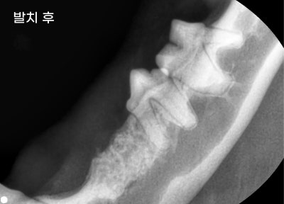 치아흡수성병변 (FORL : Feline Odontoplastic Resorptive Lesion) : 네이버 블로그