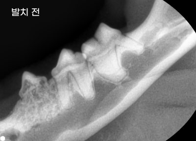 치아흡수성병변 (FORL : Feline Odontoplastic Resorptive Lesion) : 네이버 블로그