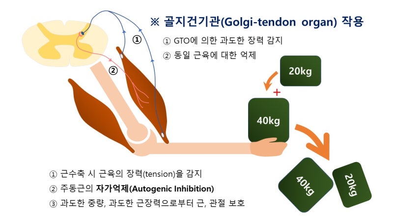 고유수용기(근방추, 골지건 기관)의 작용원리(1), 신전반사(stretch reflex), 상호억제, 자가억제란? : 네이버 블로그