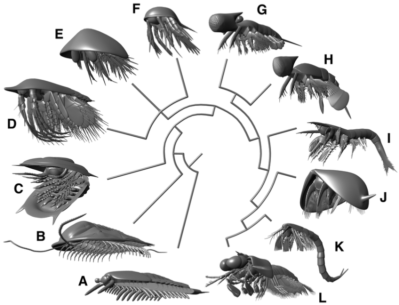 [海 이야기] 육해공의 지배자, 갑각류 이야기 (1) : KMI 한국해양수산개발원 : 네이버 블로그