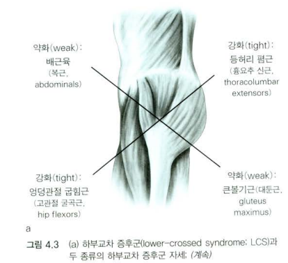 엉덩관절 굽힘근의 단축은 어떻게 발생하게 될까? : 네이버 블로그