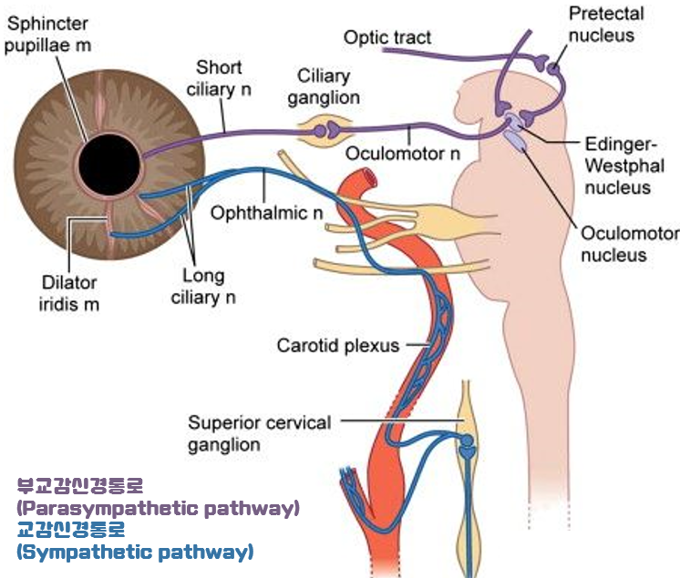 녹내장 치료의 기본전략 눈 속 자율신경계부교감and교감 이해하기 네이버 블로그
