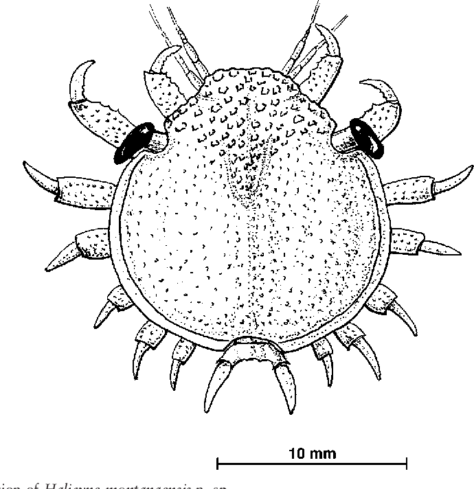[海 이야기] 육해공의 지배자, 갑각류 이야기 (1) : KMI 한국해양수산개발원 : 네이버 블로그
