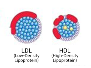 콜레스테롤에 대한 모든 것! HDL과 LDL 뜻, 정상 수치는? : 네이버 블로그
