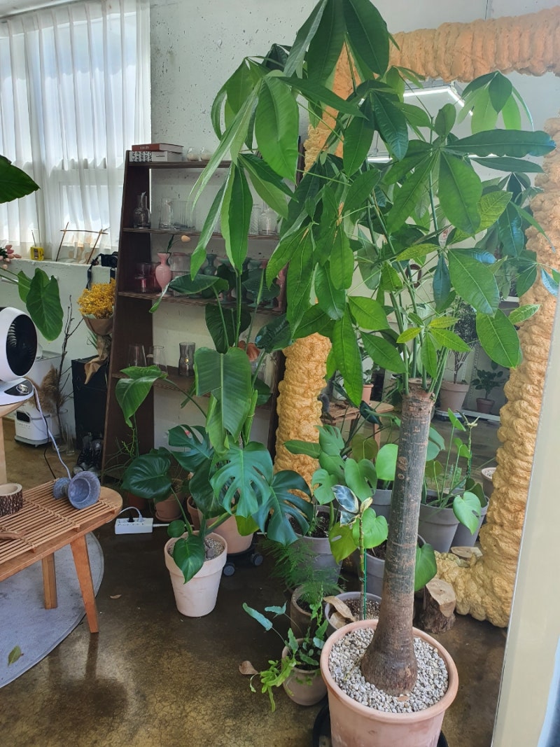 울산 중구 유곡동 디어숲 꽃집에서 치어플장미 꽃다발 선물해요 : 네이버 블로그