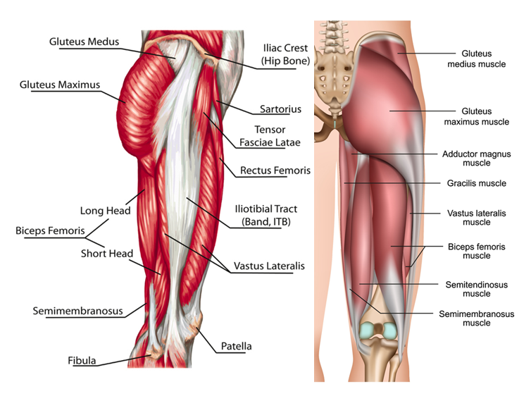 햄스트링hamstrings 통증 대퇴이두근 건염 천안 아산 한의원 네이버 블로그