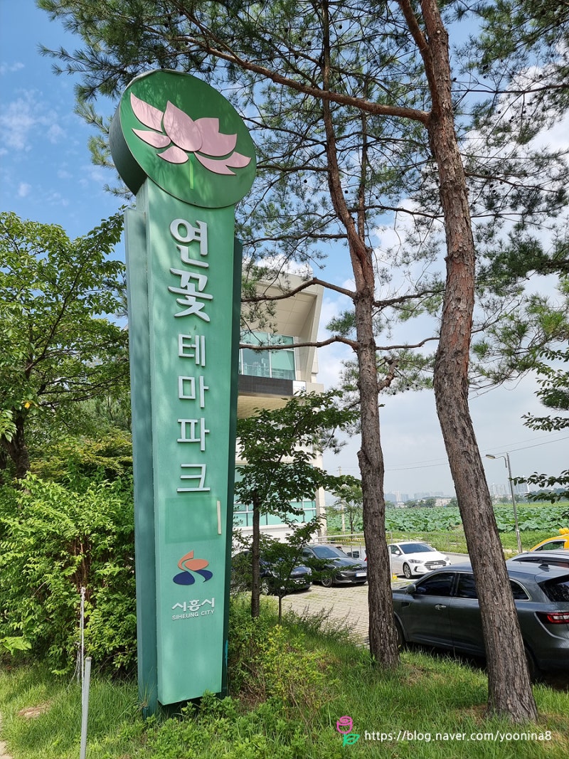여름 꽃구경 명소 시흥 가볼만한곳 연꽃테마파크 네이버 블로그