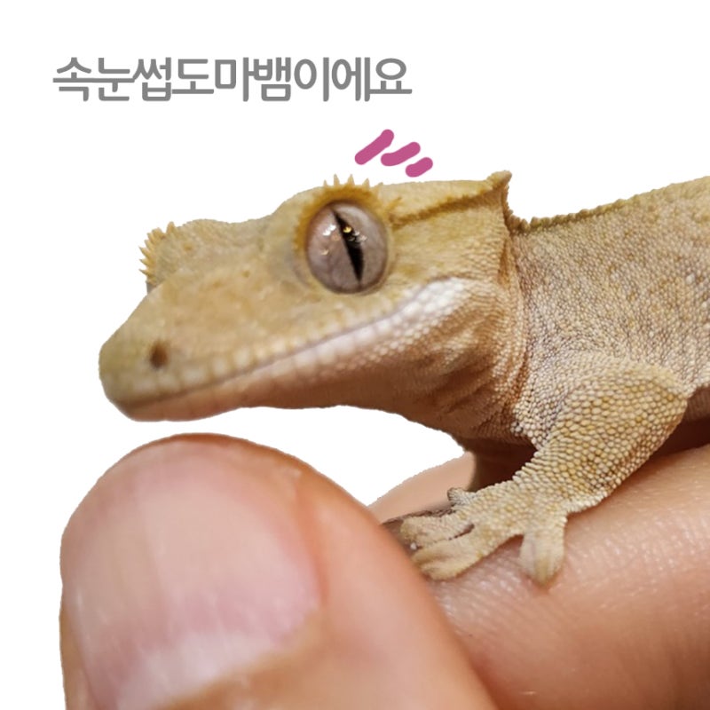 사료먹는 크레스티드게코 도마뱀분양가격 사육장먹이사육정보 안내 네이버 블로그