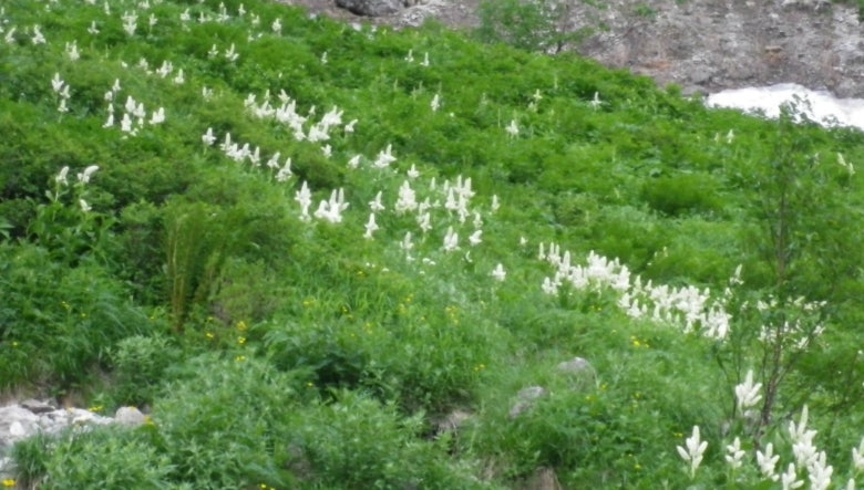 등산강사가 알려주는 일본 북알프스 종주 트레킹 준비의 모든것 : 네이버 블로그