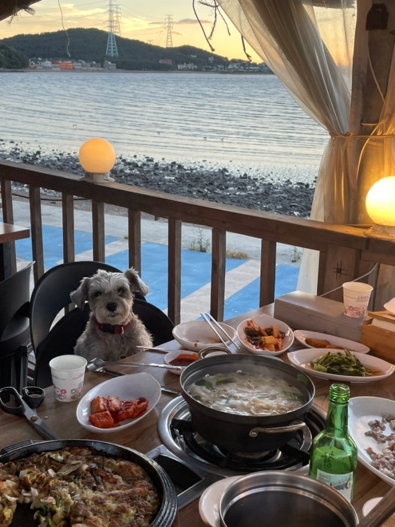 대부도 오션뷰 맛집 애견동반식당 솔밭우리밀칼국수 네이버 블로그