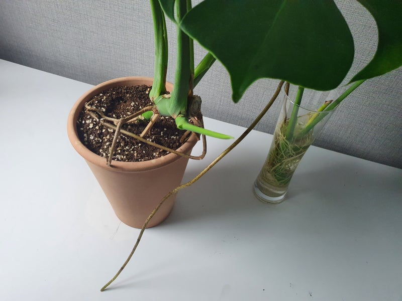 몬스테라 키우기 가지치기 수경재배 햇빛 물주기 공중뿌리 네이버 블로그