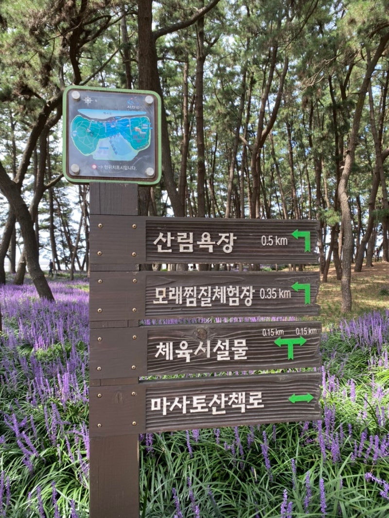 서천 맥문동 명소 장항송림산림욕장 여전히 만개 가까운 주차장은 네이버 블로그