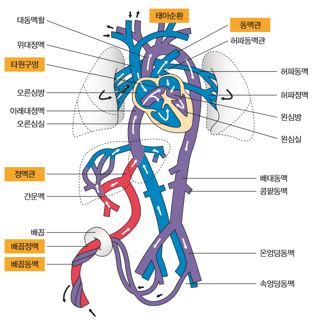 5. 심혈관계통 : 네이버 블로그
