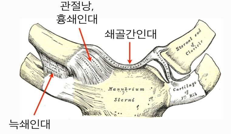 인체해부학 4th 골학인체뼈 견관절 흉쇄관절sc Joint 견쇄관절ac Joint 견흉관절st