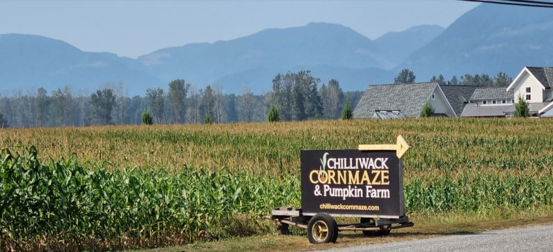 밴쿠버 근교 칠리왁 옥수수 미로(Chilliwack Corn Maze / Greendale Acres) : 네이버 블로그