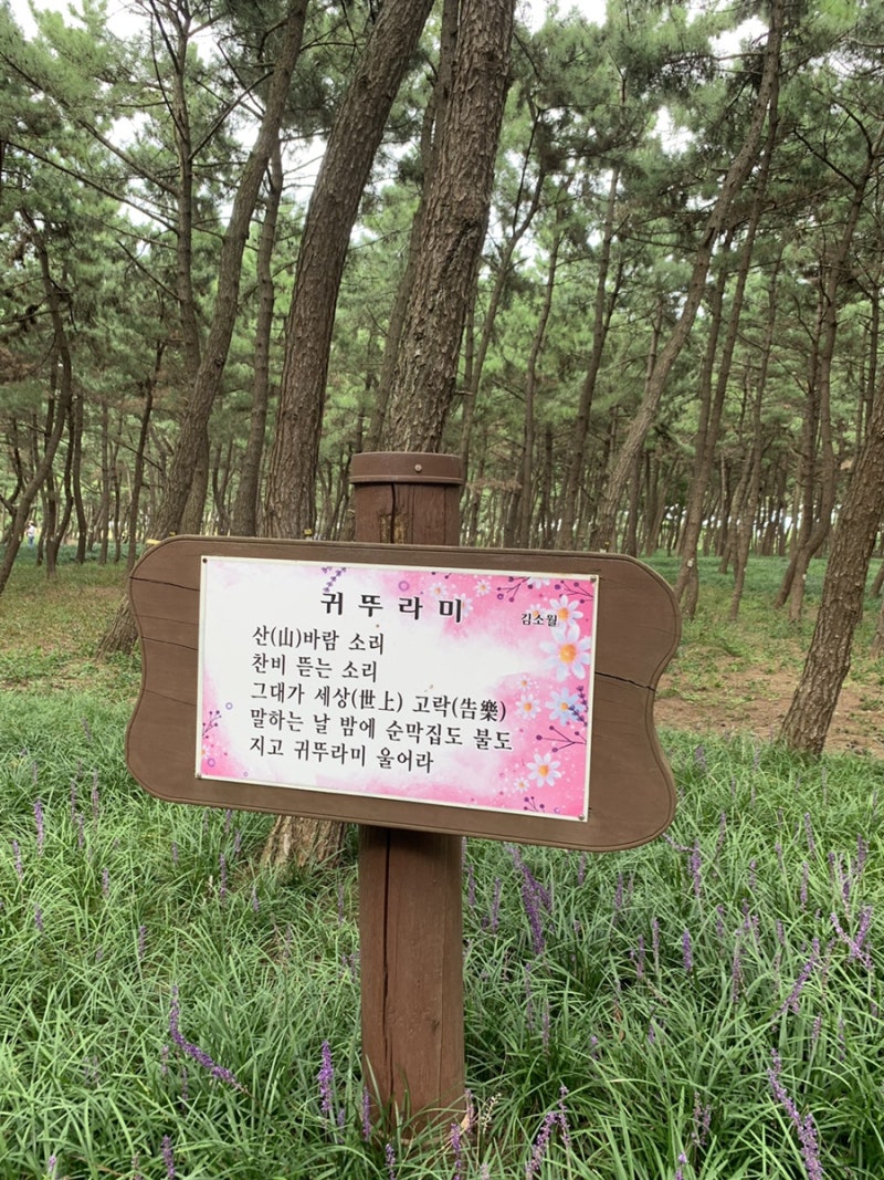 충남서천 8~9월 가볼만한 곳 맥문동 보라색물결 장항송림산림욕장💜 네이버 블로그