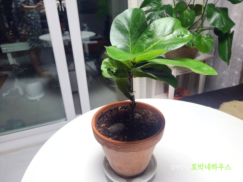 떡갈 고무나무 가지치기 키우기 물주기 새잎이 무럭무럭 네이버 블로그