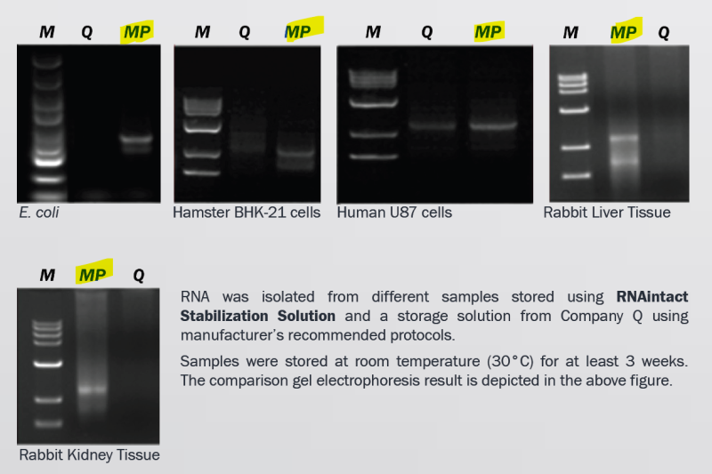 RNAintact Stabilization Solution- 샘플내 RNA를 안전하게 보관 (1+1 프로모션) : 네이버 블로그