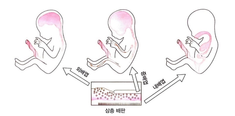 여성간호학 임신기 여성 태아 발달 수정착상난황낭초기배엽외배엽중배엽내배엽난막양막융모막태반hcg양수
