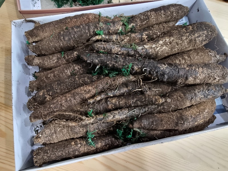 더덕 손질법 더덕 껍질 벗기기 쉽게 껍질 까는 법 네이버 블로그