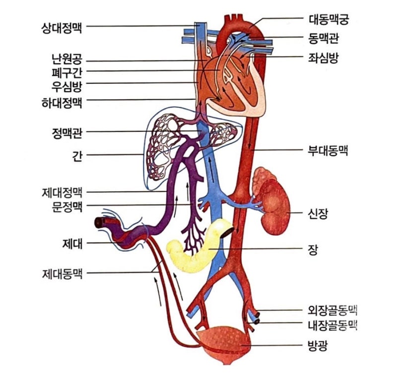 여성간호학 임신기 여성 태아 발달 수정착상난황낭초기배엽외배엽중배엽내배엽난막양막융모막태반hcg양수