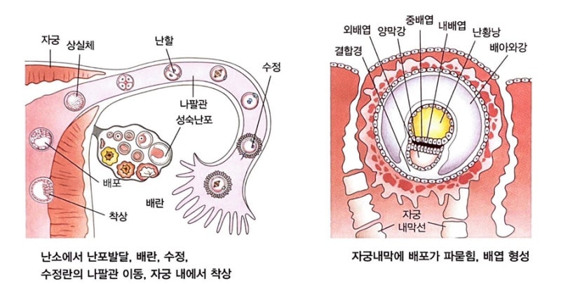 여성간호학 임신기 여성 태아 발달 수정착상난황낭초기배엽외배엽중배엽내배엽난막양막융모막태반hcg양수