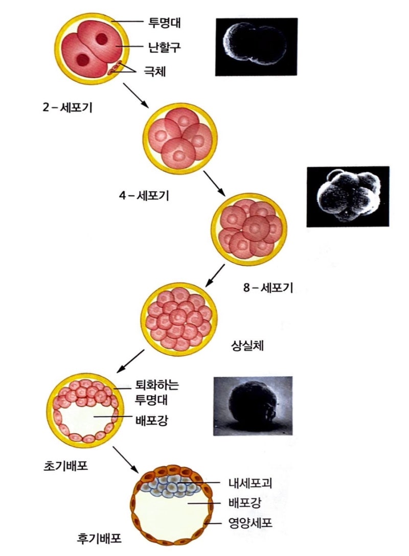 여성간호학 임신기 여성 태아 발달 수정착상난황낭초기배엽외배엽중배엽내배엽난막양막융모막태반hcg양수