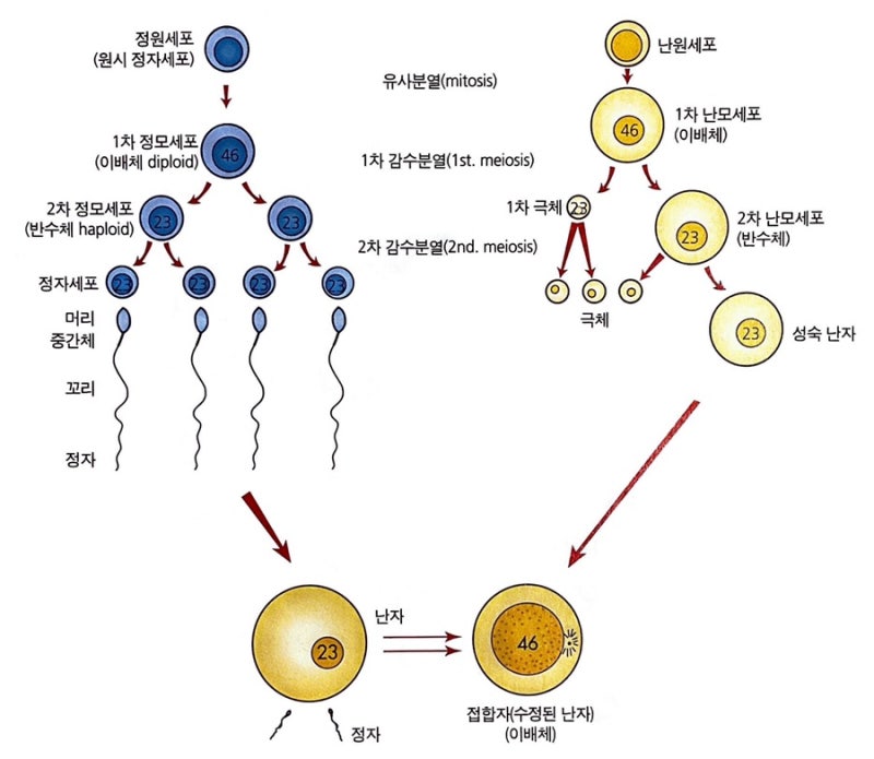 여성간호학 임신기 여성 태아 발달 수정착상난황낭초기배엽외배엽중배엽내배엽난막양막융모막태반hcg양수