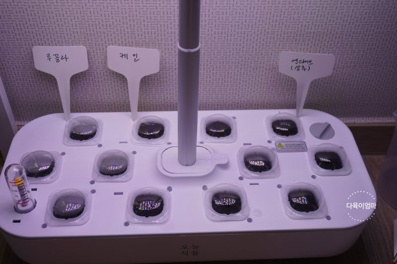 수경재배기식물등 오늘식물 집에서 채소상추루꼴라케일 키우기 좋은 이유 네이버 블로그