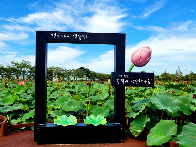 강릉 경포대 가볼만한곳 경포호 경포가시연습지 산책 힐링 여행 네이버 블로그