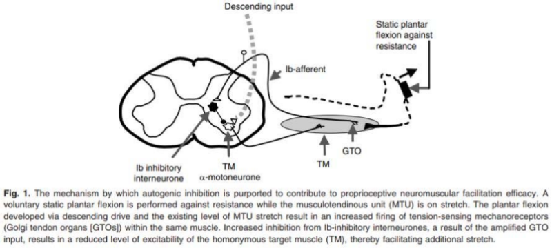 PNF의 기본이 되는 원리 [자가억제 & 상호억제] : 네이버 블로그