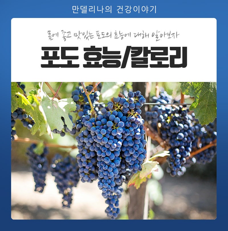 포도 제철 및 효능과 칼로리 Feat 포도 씻는 법과 보관법 네이버 블로그