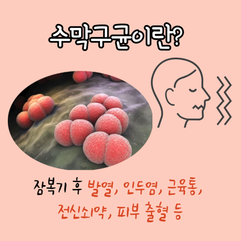 수막구균 예방접종 가격 시기 꼭 맞춰야할까 네이버 블로그