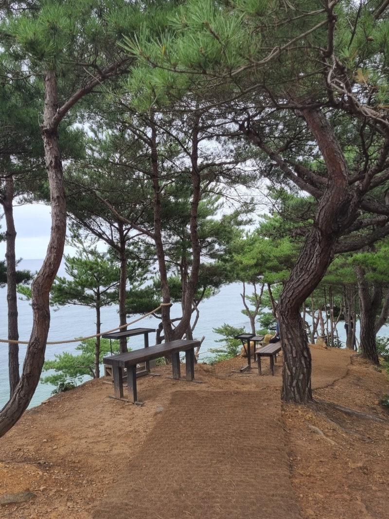 강릉 여행코스 정동진 가볼만한곳 하슬라아트월드 스테이인터뷰 카페 금진온천 보스대게 네이버 블로그