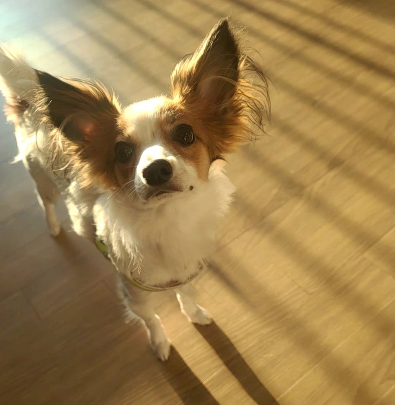 소형견 종류 빠삐용 강아지 성격 및 키울때 알아둘점파피용 네이버 블로그