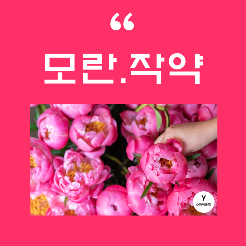 모란 작약 차이 효능 꽃말 목단 작약 키우기 작약차 마시는법 백작약 감초탕 뿌리 부작용화분 모종 구근 씨앗 네이버 블로그
