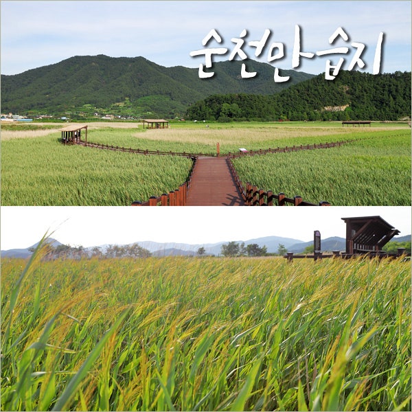 국내 1박2일 여행 순천만 습지 갈대밭 등 순천 여행지 네이버 블로그