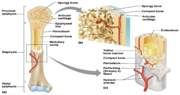 os screw 정리, os 신규, cortical, locking, lag screw, plate : 네이버 블로그